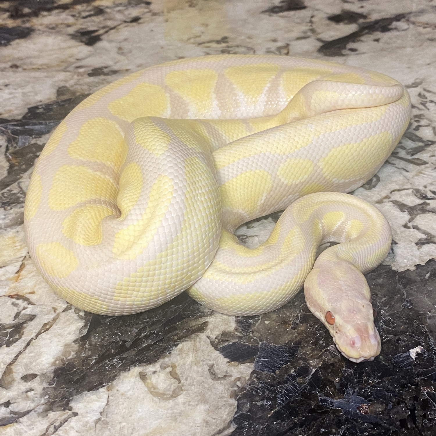 Lavender Snowball Ball Python by Bloodlines By Rich Macias - MorphMarket