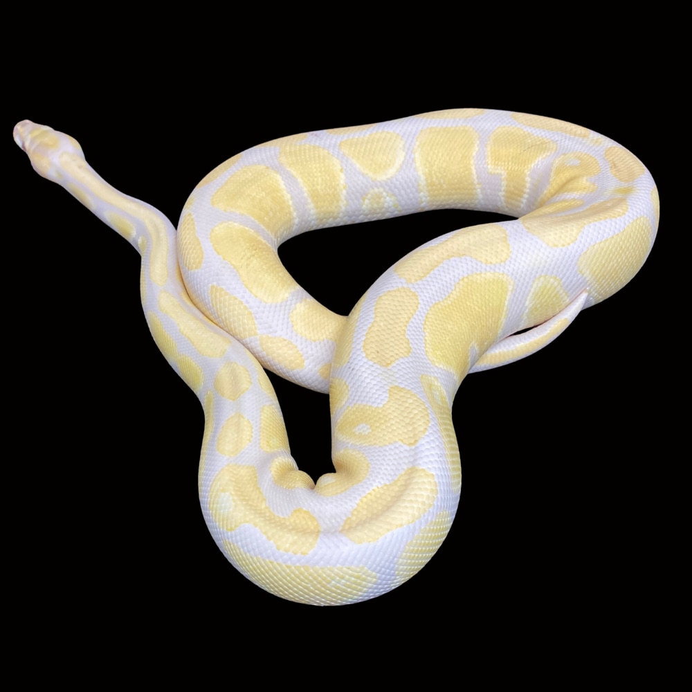 Lavender Albino 66% Poss. Het TSK Axanthic Ball Python by Bloodlines By ...