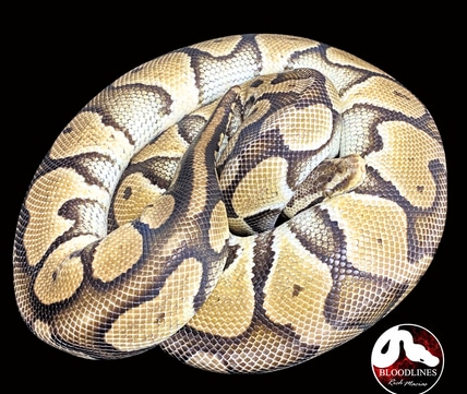 Albino Super Russo Ball Python by Bloodlines By Rich Macias - MorphMarket