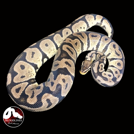 Pastel Poss. Het VPI Axanthic And Hypo Ball Python by Bloodlines by ...