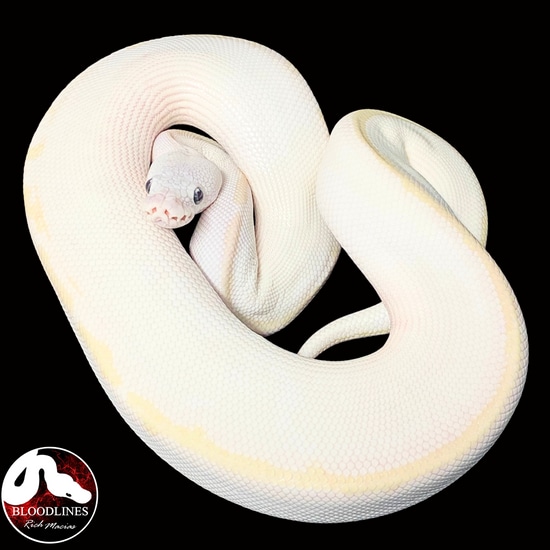 Super Russo Ball Python by Bloodlines by Rich Macias