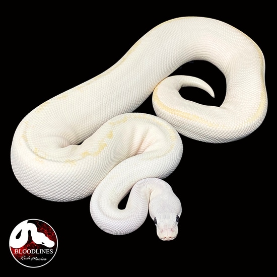 Super Russo Ball Python by Bloodlines by Rich Macias