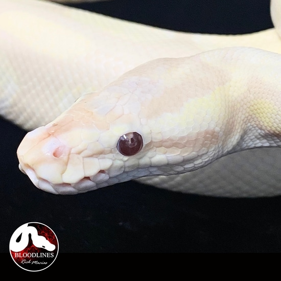 Tsk Lavender Snowball Ball Python by Bloodlines by Rich Macias