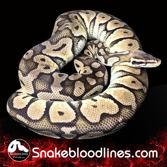 Pastel Russo Ball Python by Bloodlines by Rich Macias