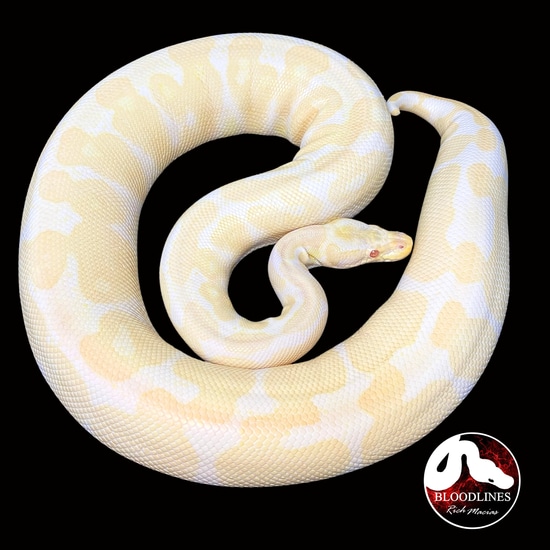 Albino Het Tri-Stripe Ball Python by Bloodlines by Rich Macias