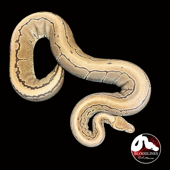 Pinstripe Double Het Albino & Tri-Stripe Ball Python by Bloodlines by ...