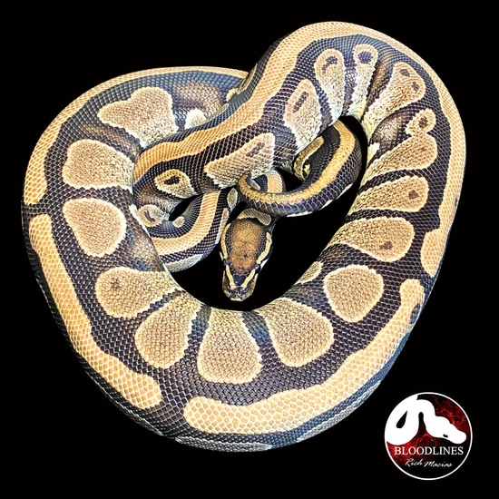 Quad Het Albino, Tri-Stripe, Caramel, Piebald Ball Python by Bloodlines ...
