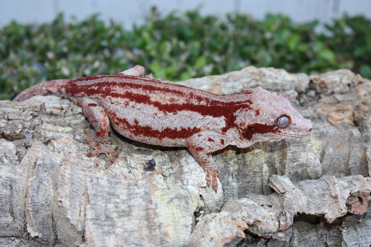 Proven Red Super Stripe Female Gargoyle Gecko by Blood Moon Gecks ...