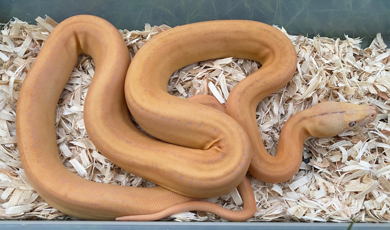 Lavender Albino Golden Child Platinum Suntiger Reticulated Python by ...