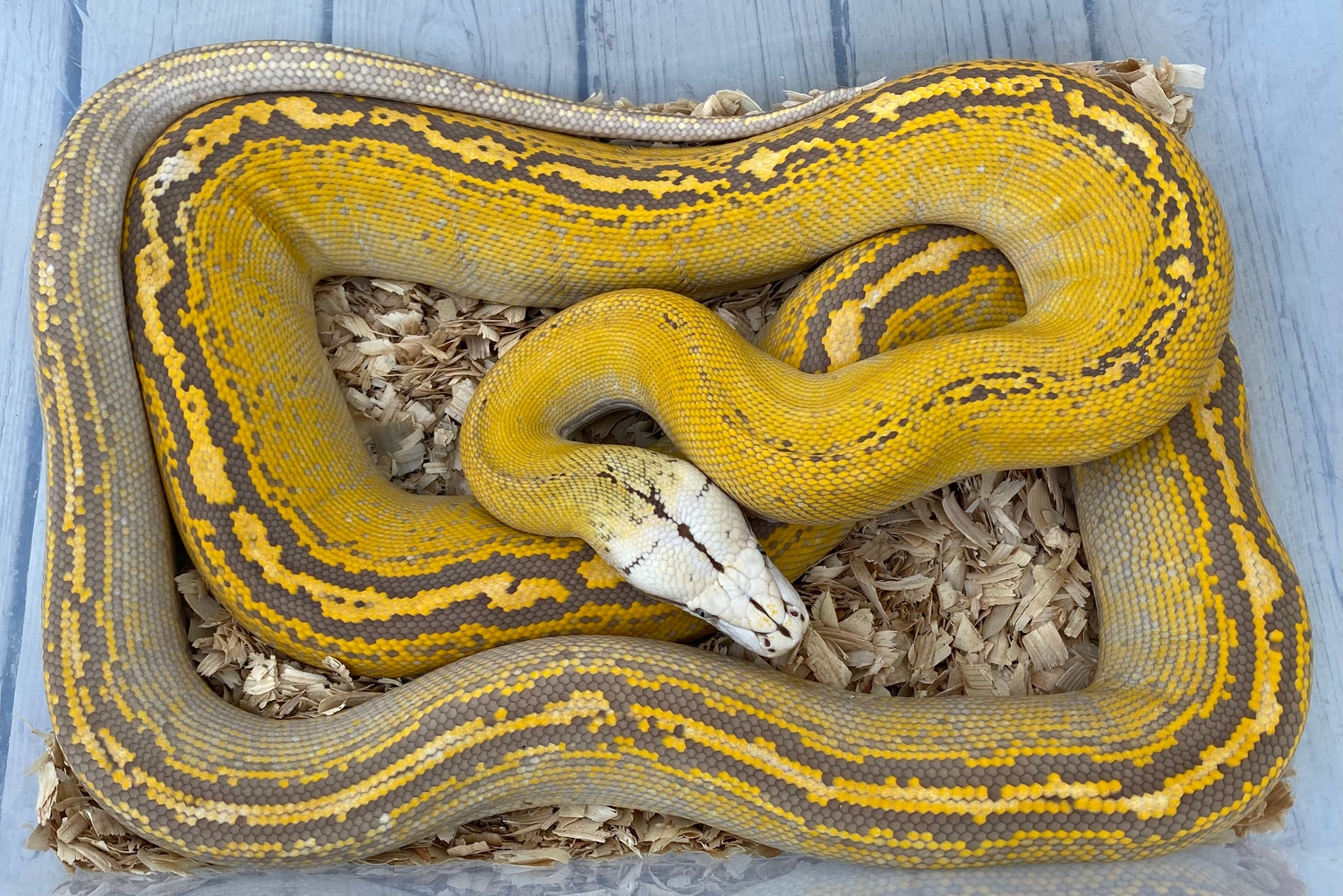 Purple Golden Child 66% Het Orange Ghost Stripe Reticulated Python by ...
