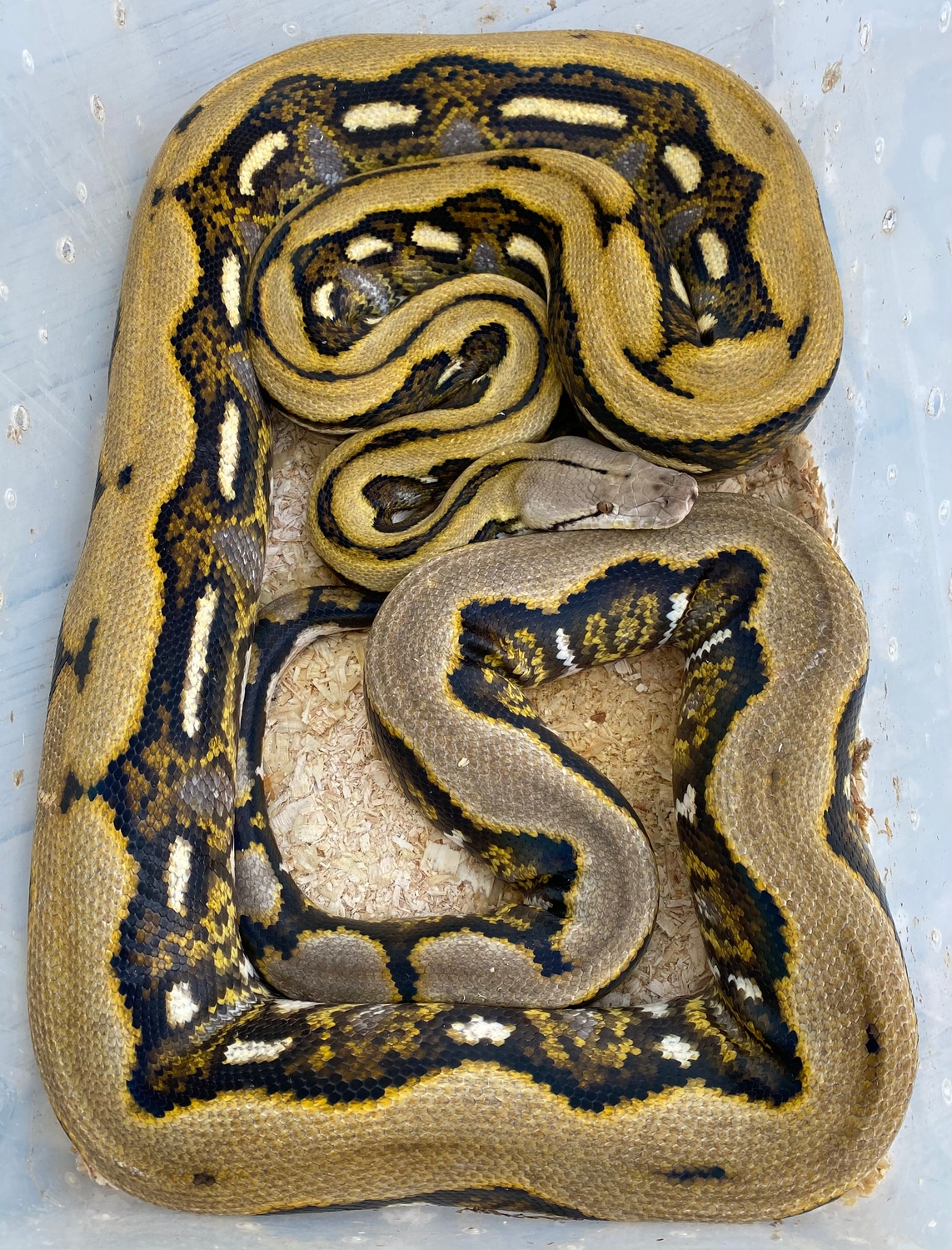 Tiger Het Amelanistic Reticulated Python by Next Generation Morphs ...