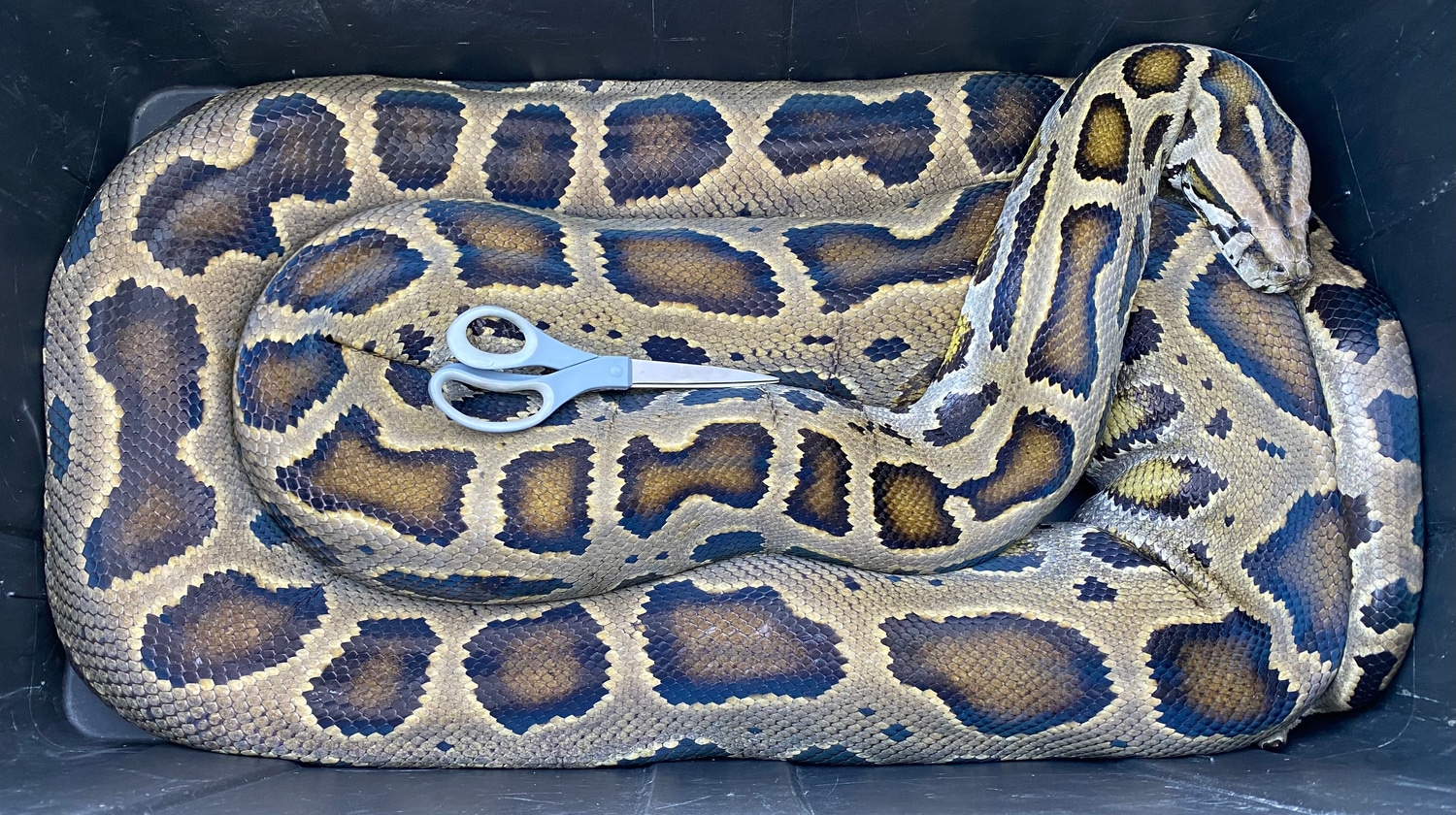 HUGE Dbl Het Albino Green Burmese Python by Next Generation Morphs ...