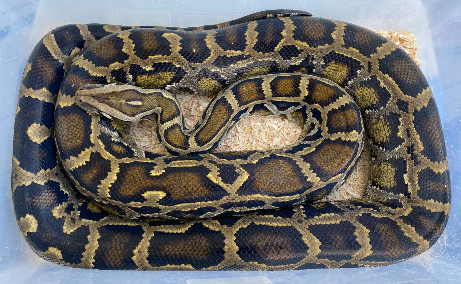 Normal Het Albino Burmese Python by Next Generation Morphs - MorphMarket