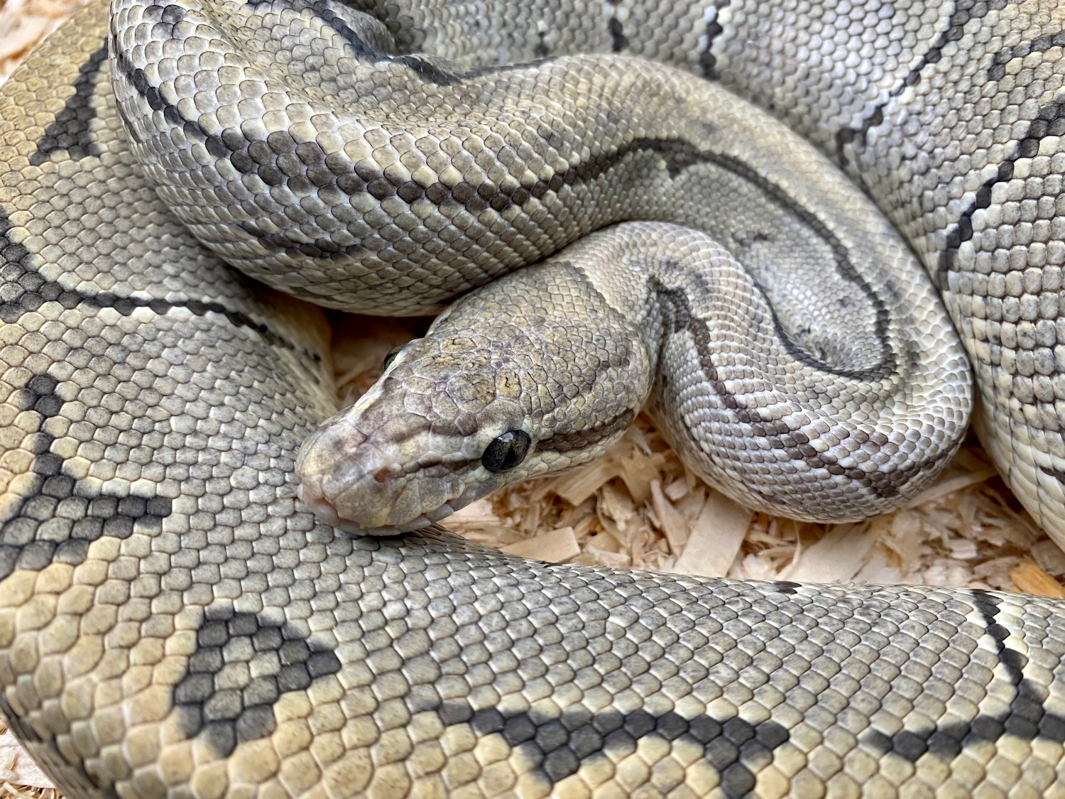 Pinstripe Ghost Ball Python by Next Generation Morphs - MorphMarket