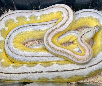 White Albino Spitfire Reticulated Python by Next Generation Morphs ...
