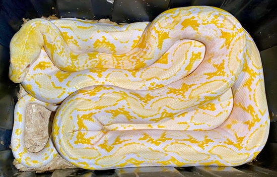 Proven White Albino Reticulated Python by Next Generation Morphs