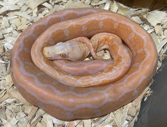 White Albino Motley Reticulated Python by Next Generation Morphs