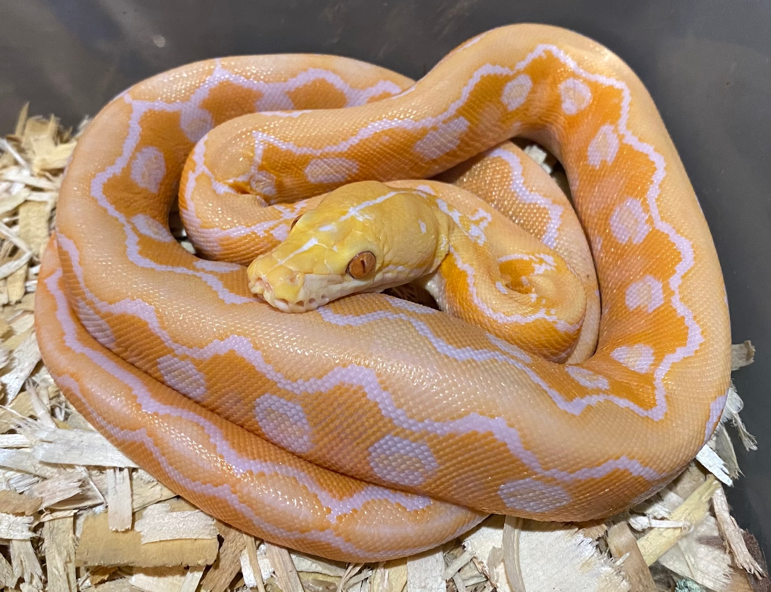 White Albino Spitfire Reticulated Python by Next Generation Morphs ...
