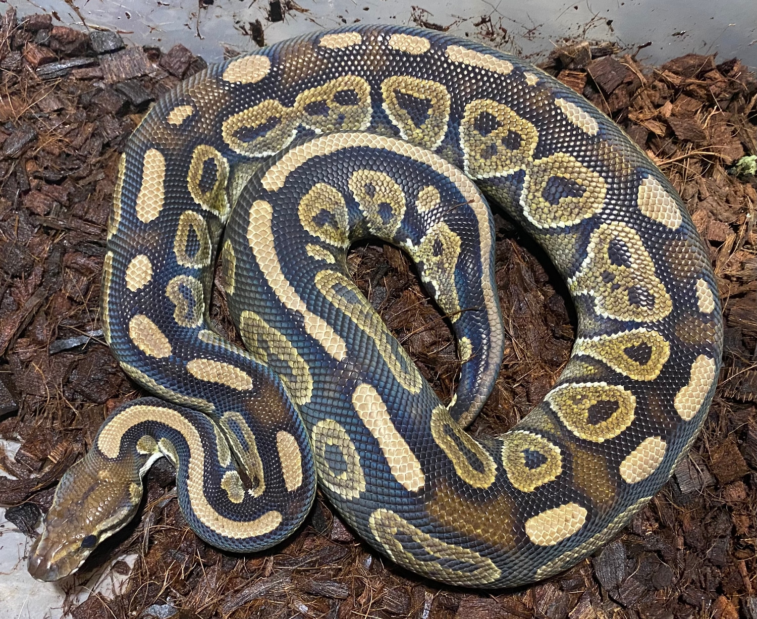 Cinnamon Poss Het Albino Ball Python by Next Generation Morphs ...