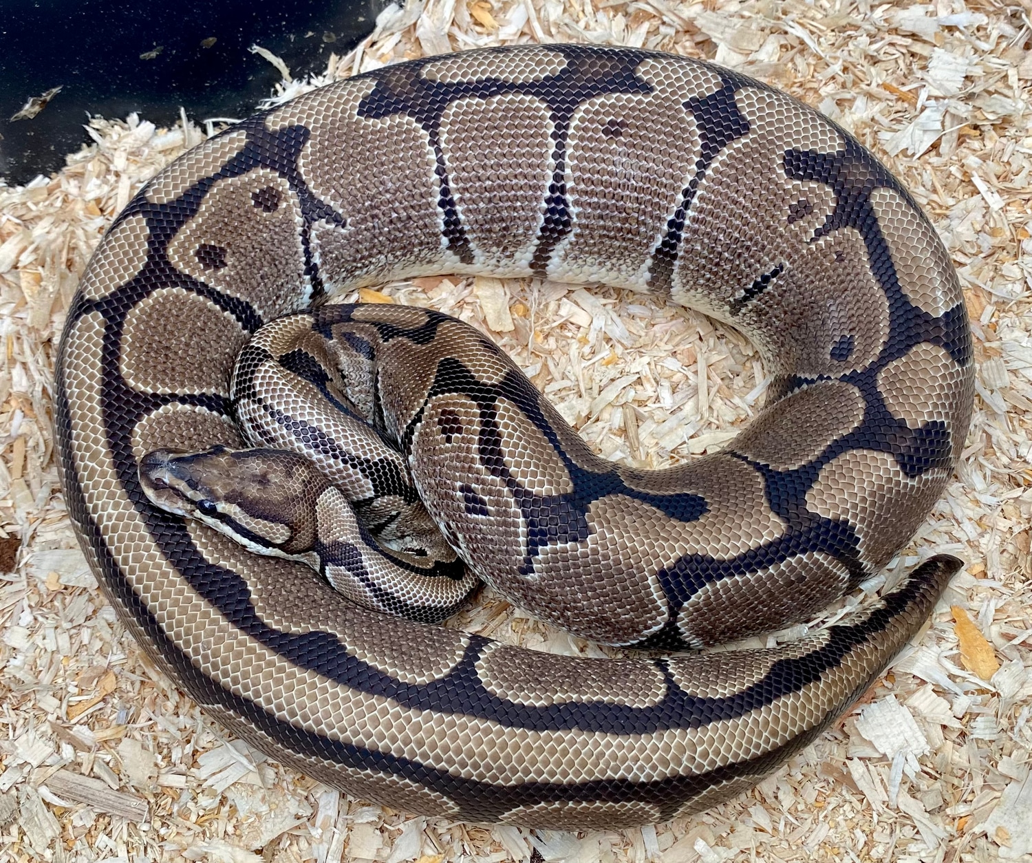 Dinker Ball Python by Next Generation Morphs - MorphMarket