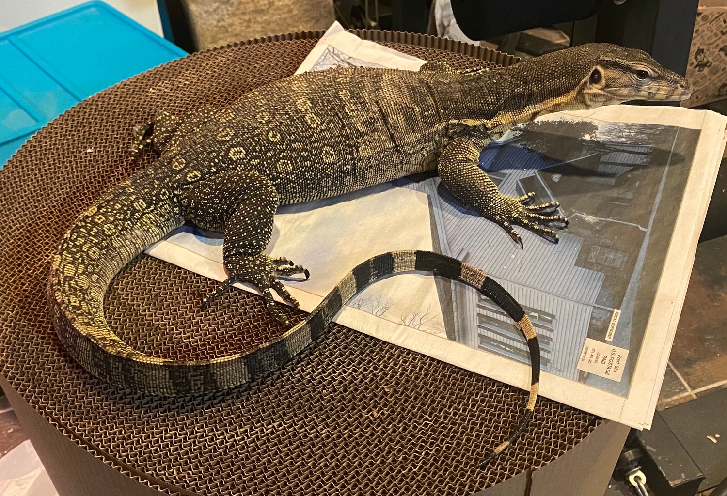 5’ Het Black Dragon Water Monitor by Next Generation Morphs - MorphMarket