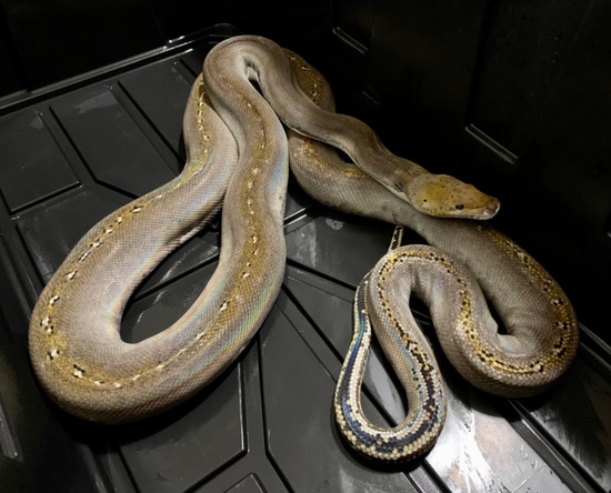Proven Pied Het Purple Albino Reticulated Python by Next Generation Morphs