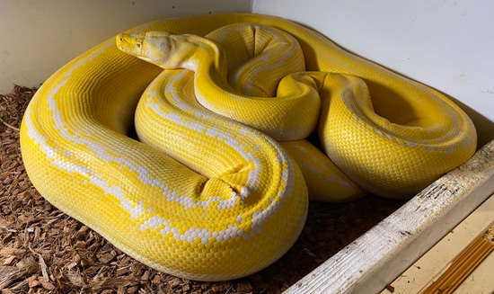 Lavenver Albino Platinum Golden Child Reticulated Python by Next ...