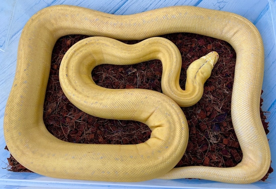 Lavender Albino Platinum Golden Child Sun Tiger Reticulated Python by ...