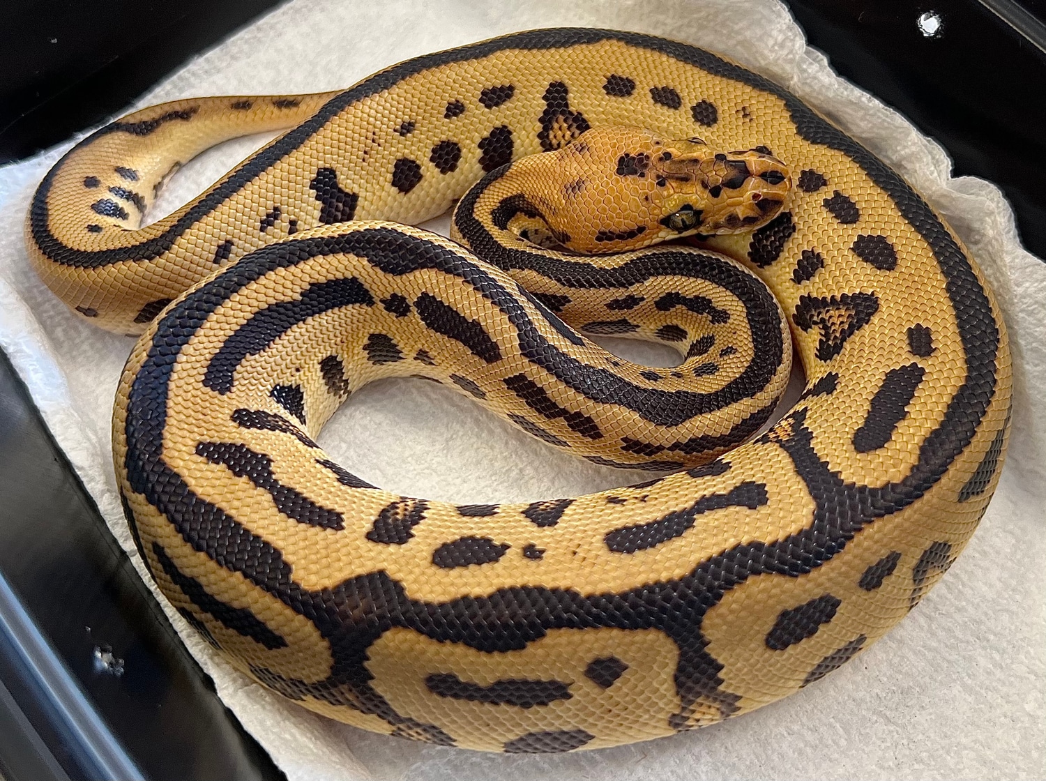 Batman Ball Python by Next Generation Morphs - MorphMarket