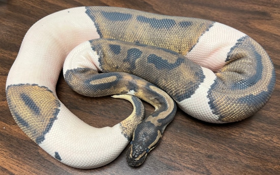 Pied Ball Python by Next Generation Morphs