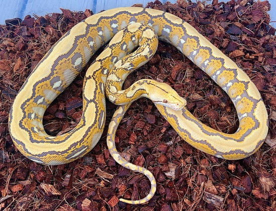 ORANGE GLOW HOGS Purple Albino Carrier Reticulated Python by Next ...