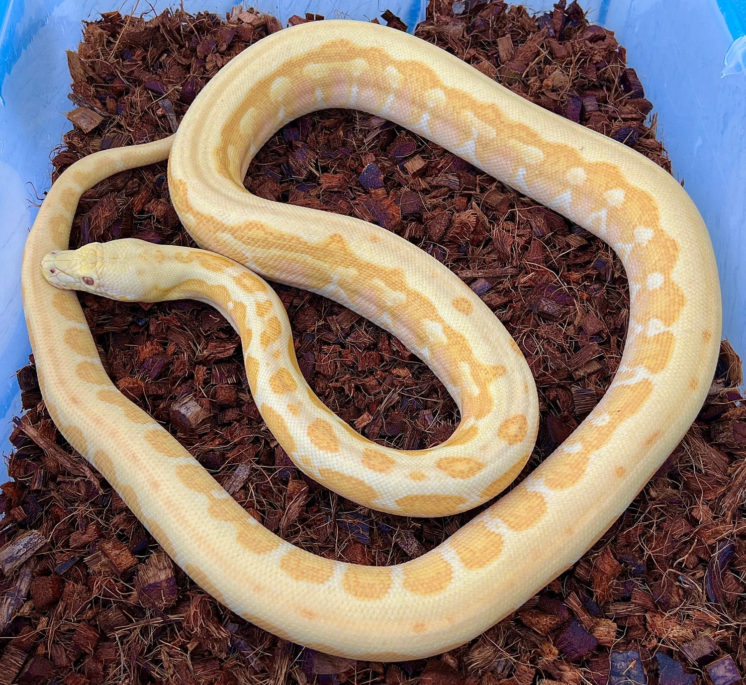 World’s 1st Purple Ogs Jaguar Reticulated Python by Next Generation ...