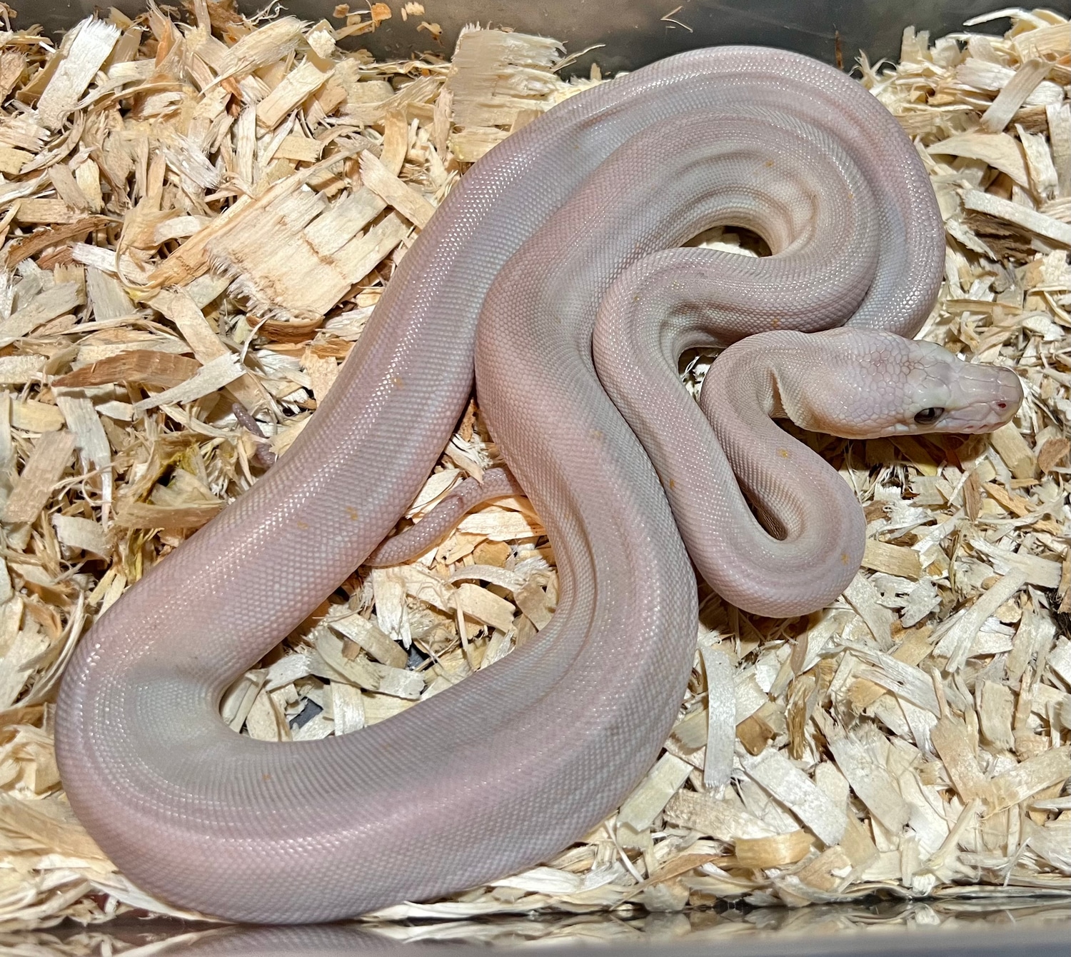 ♂ Orange Glow Super Motley Tiger Poss Platinum Citron #2 Reticulated ...