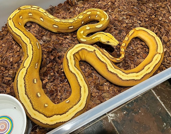 HOLDBACK OGS Sunfire Het Purple Albino Reticulated Python by Next ...