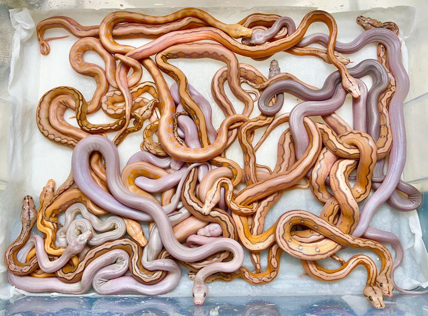 Reticulated Python Clutch: OGMTxOGMPC by Next Generation Morphs ...