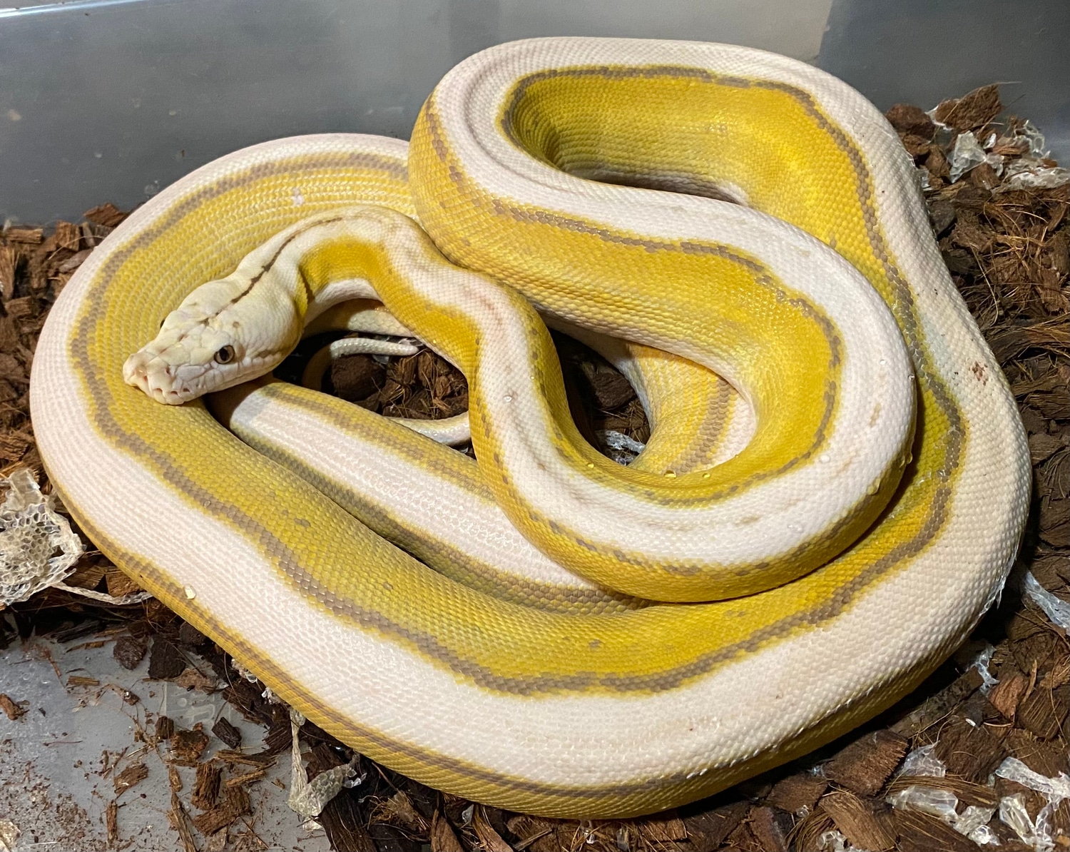 OG Super Tiger Motley Reticulated Python by Next Generation Morphs ...