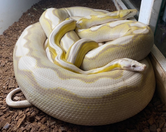Orange Glow Motley Platinum Citron Reticulated Python by Next ...