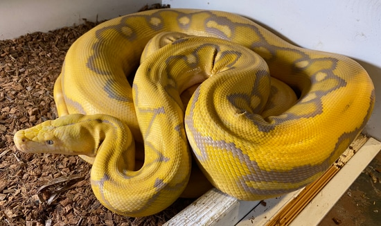 Purple Albino Suntiger Reticulated Python by Next Generation Morphs