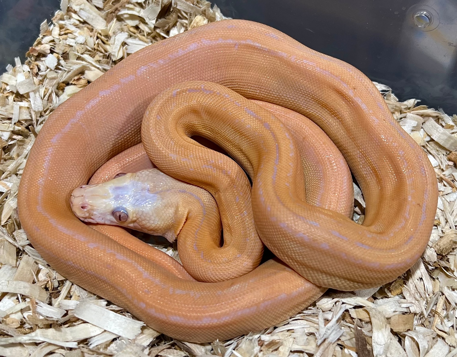 Lavender Golden Child Sun Tiger Reticulated Python by Next Generation ...