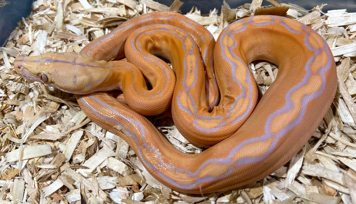♀Purple Albino Golden Child Sunfire #2 Reticulated Python by Next ...