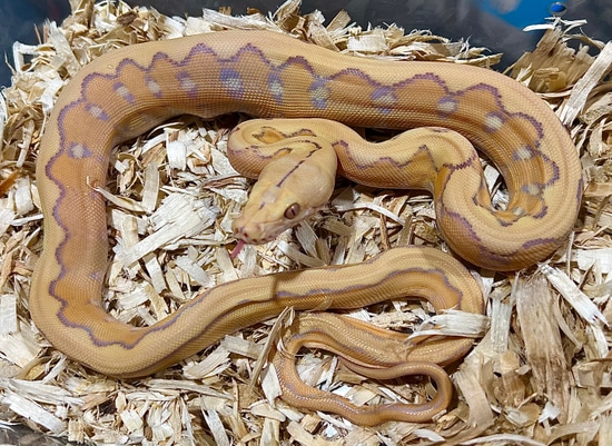 ♂ Purple Albino Platinum Sunfire #1 Reticulated Python by Next ...
