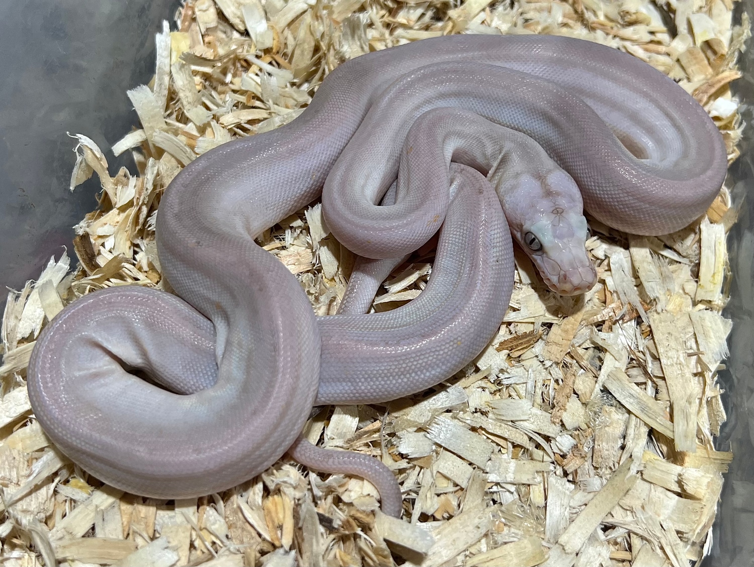 ♀ Orange Glow Super Motley Tiger Poss Platinum Citron Reticulated ...