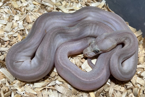 ♀Orange Glow Super Motley Tiger Poss Platinum Citron #2 Reticulated ...