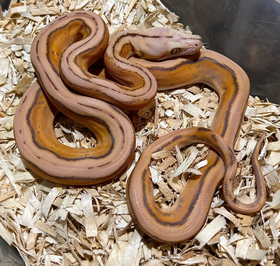 ♂Orange Glow Tiger Motley Poss Platinum Citron Reticulated Python by ...