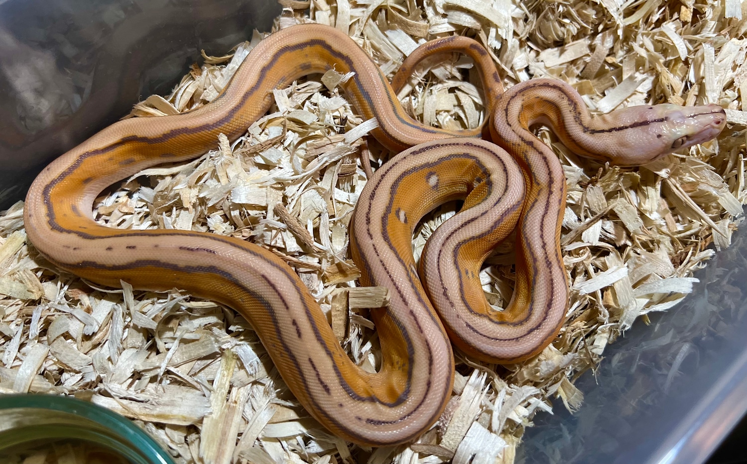 ♀Orange Glow Tiger Motley Poss Platinum Citron Reticulated Python by ...
