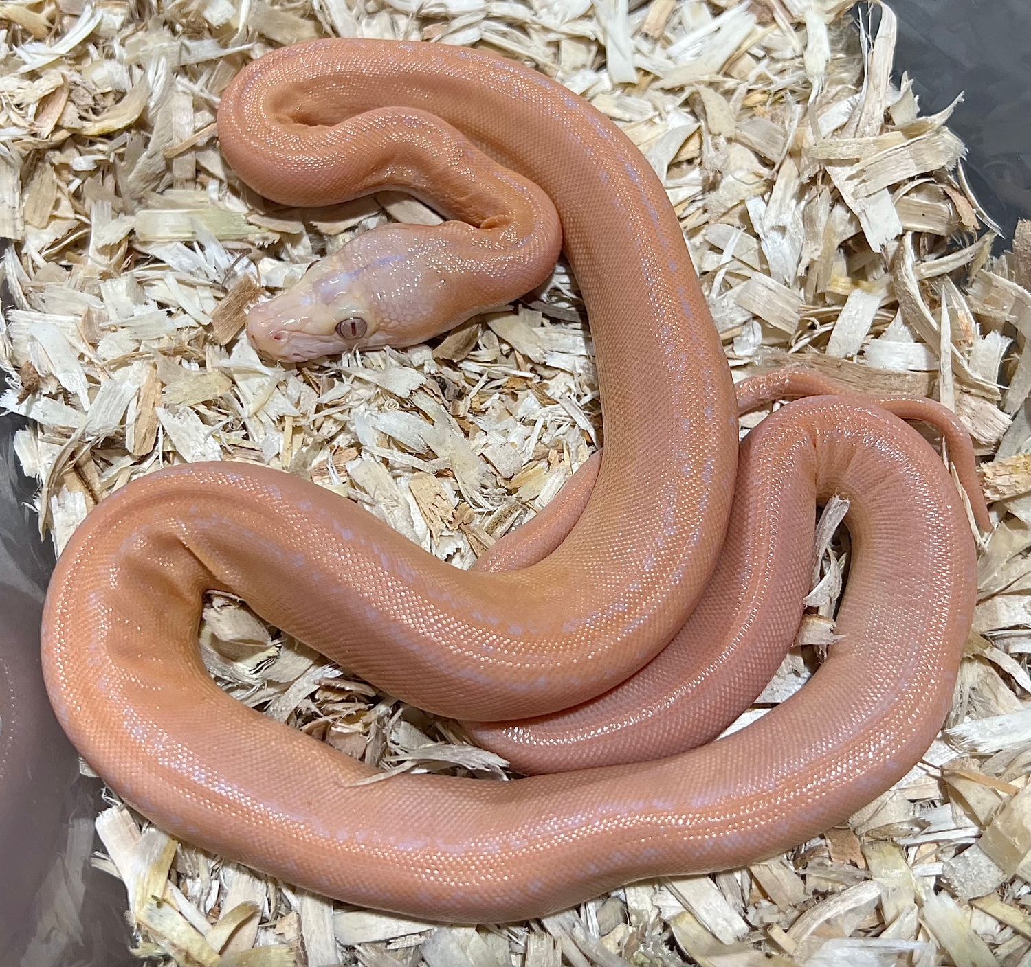 ♀Lavender Albino Platinum Golden Child Sun Tiger Reticulated Python by ...