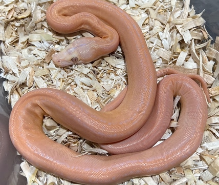 Lavender Albino Platinum Golden Child Sun Tiger Reticulated Python by Next Generation Morphs ...
