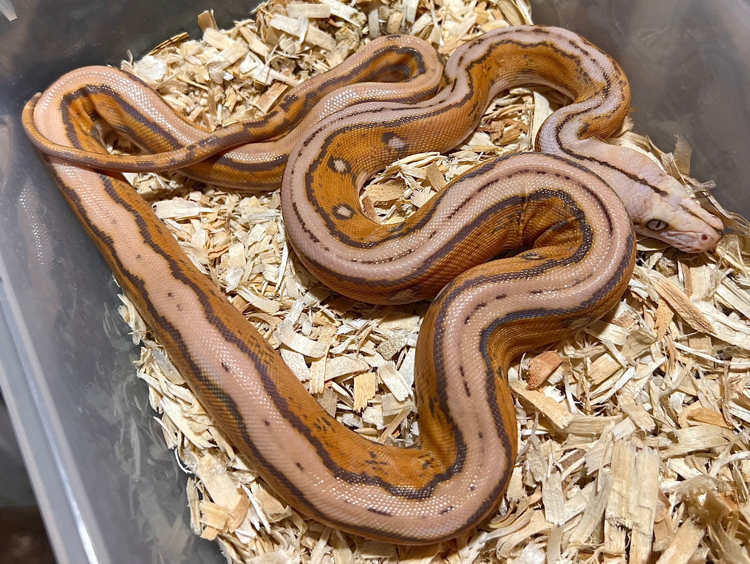 ♂Orange Glow Tiger Motley Poss Platinum Citron #2 Reticulated Python by ...