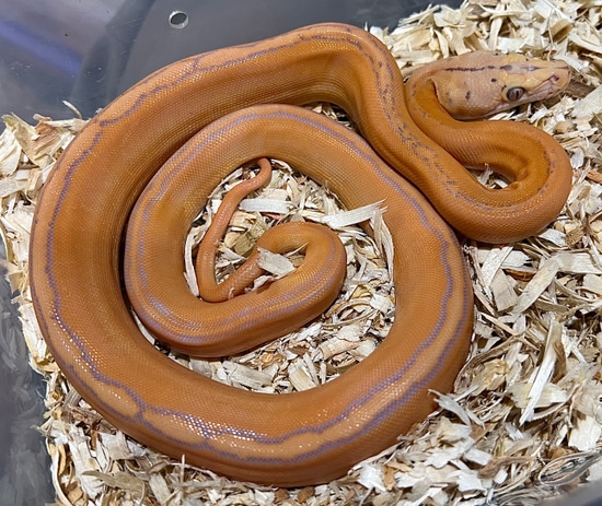 ♀Purple Albino Platinum Golden Child Sunfire Reticulated Python by Next ...