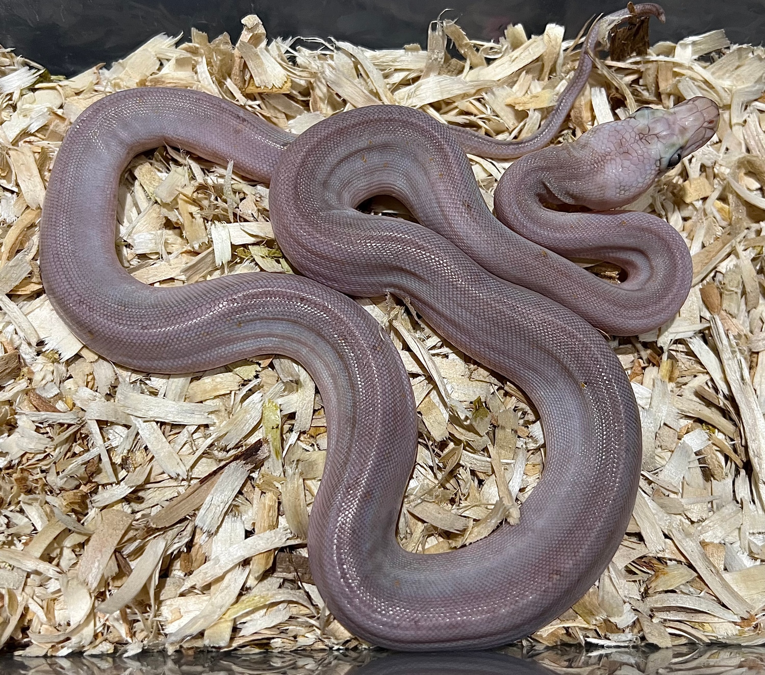 ♂Orange Glow Super Motley Tiger Poss Platinum Citron #1 Reticulated ...